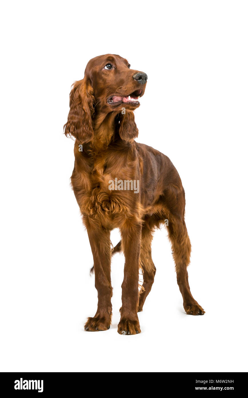 Four month old Irish Red Setter standing Stock Photo - Alamy