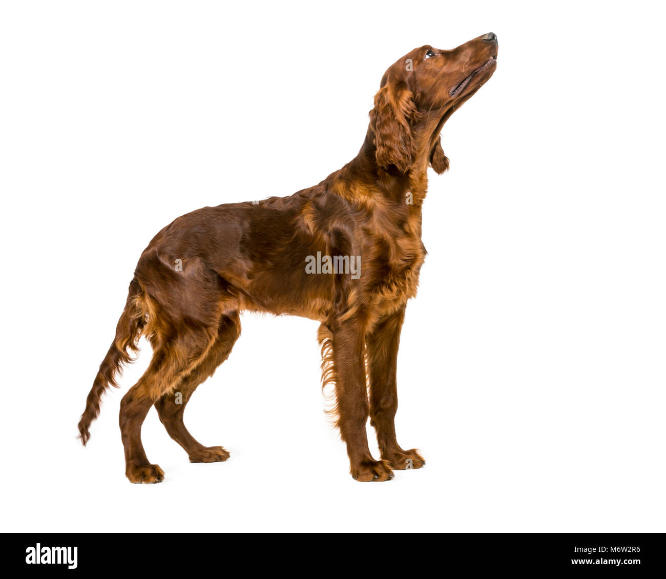 Four month old Irish Red Setter standing Stock Photo - Alamy