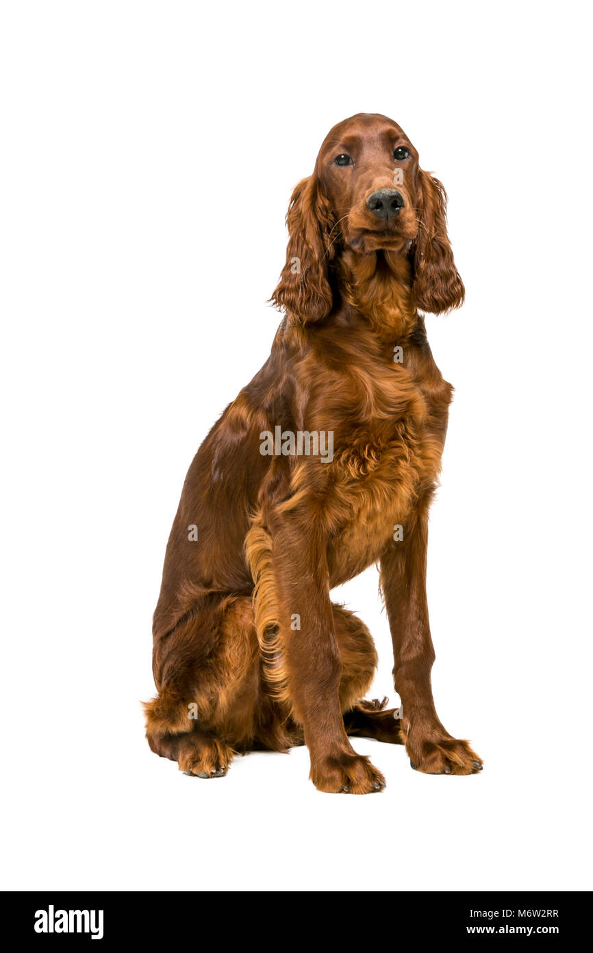 Four month old Irish Red Setter sitting looking at camera Stock Photo ...