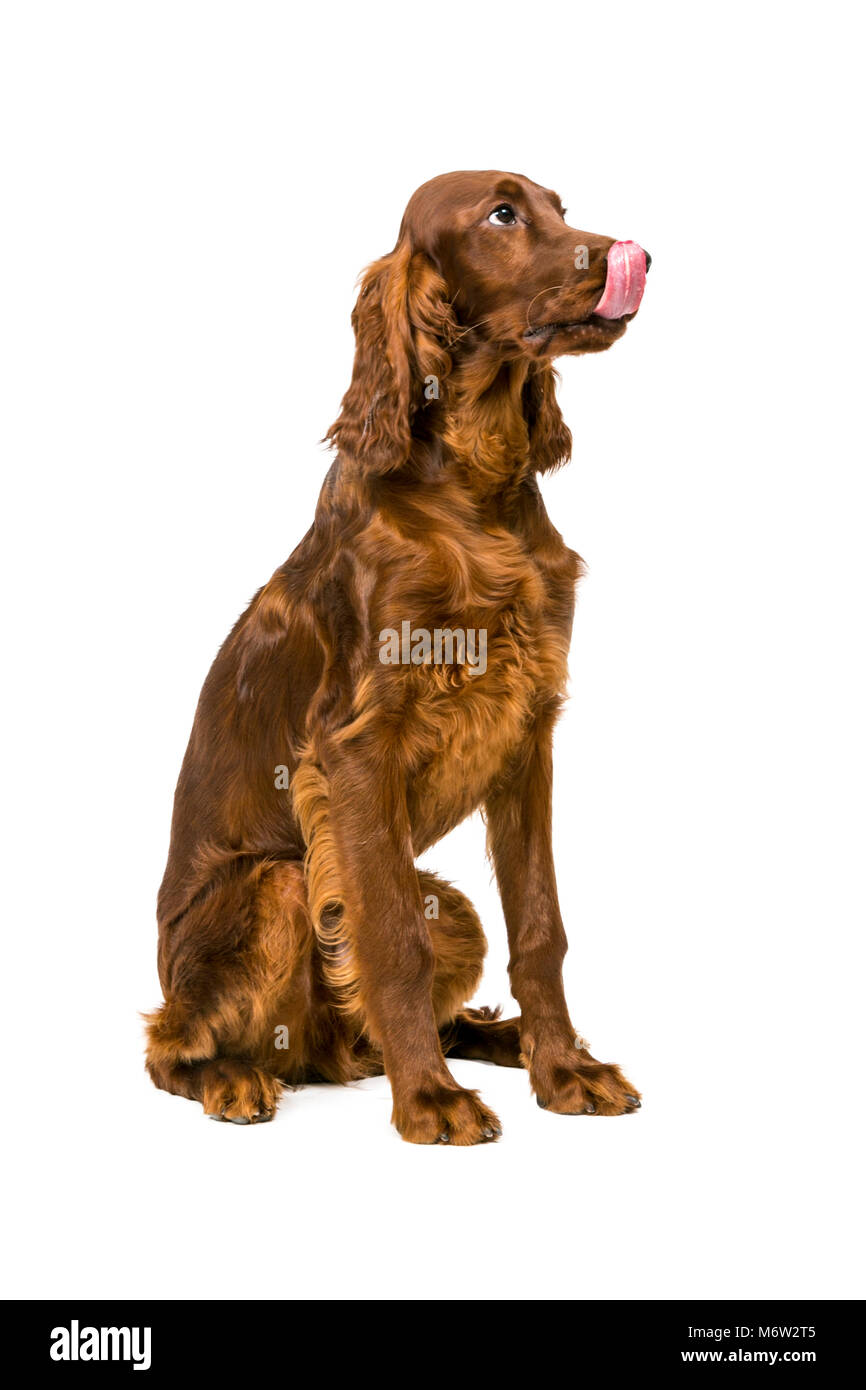 Four month old Irish Red Setter sitting licking nose Stock Photo - Alamy