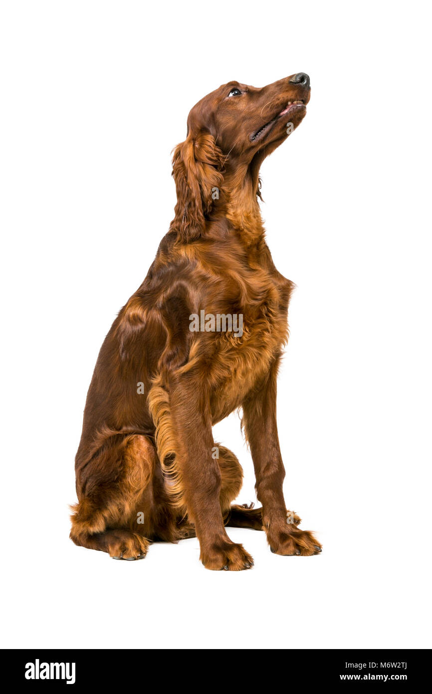 Four month old Irish Red Setter sitting looking up Stock Photo - Alamy