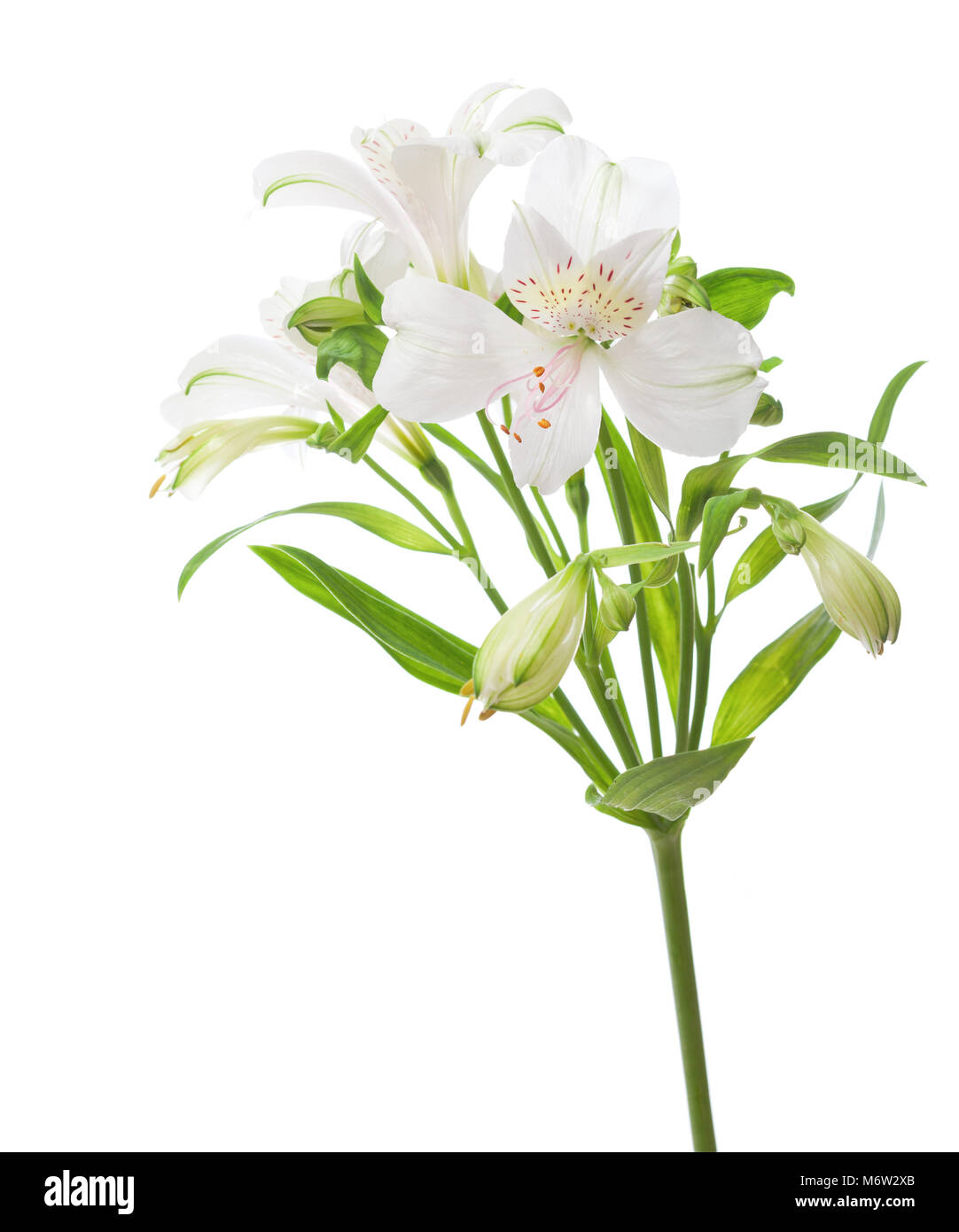 White Alstroemeria isolated on white background Stock Photo - Alamy
