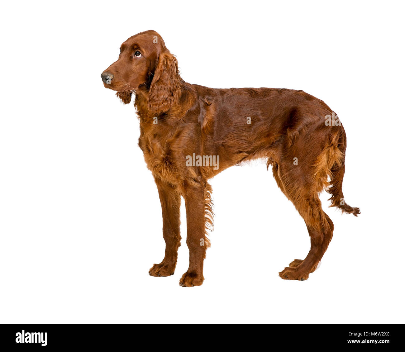 Four month old Irish Red Setter standing Stock Photo - Alamy