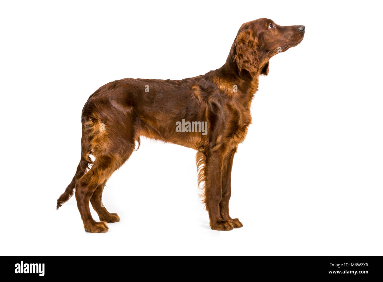 Four month old Irish Red Setter standing Stock Photo - Alamy