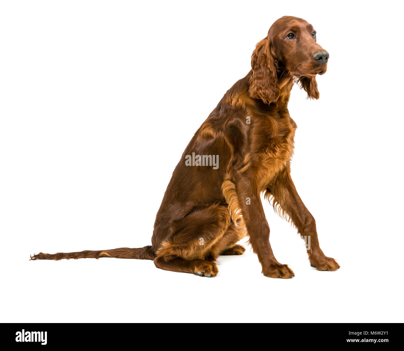 Red and white irish setter Cut Out Stock Images & Pictures - Alamy