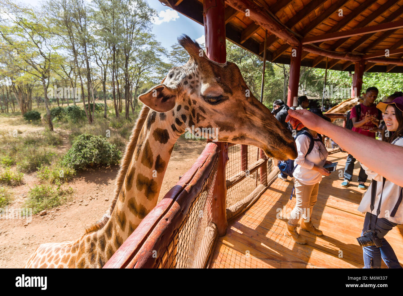 Tourists at the Giraffe Centre with Rothschild giraffes, Nairobi, Kenya ...