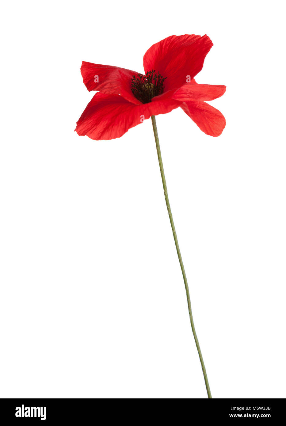 Red poppy isolated on white background Stock Photo - Alamy