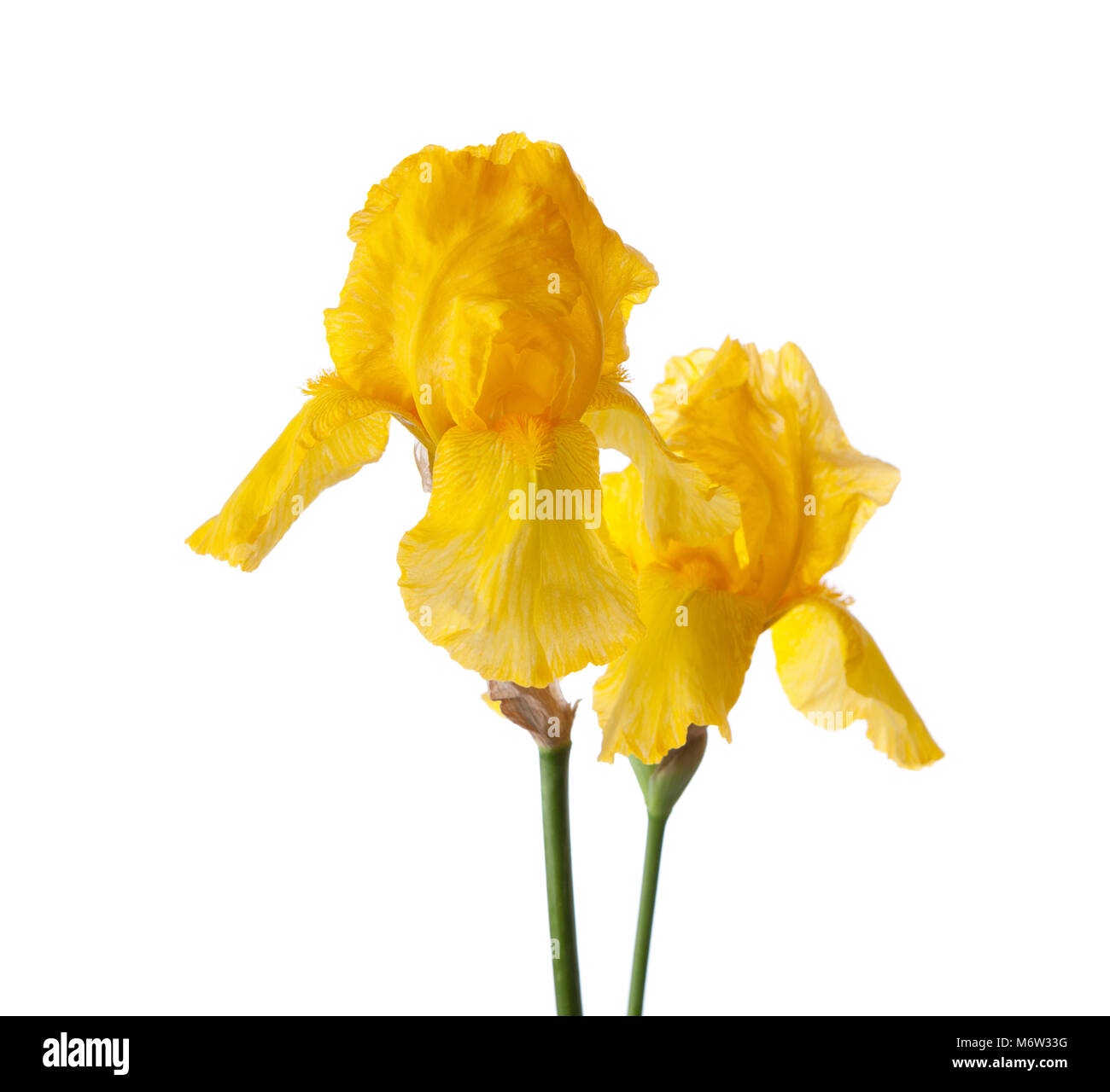 Two yeloow flower isolated on a white background. Iris croatica Stock ...