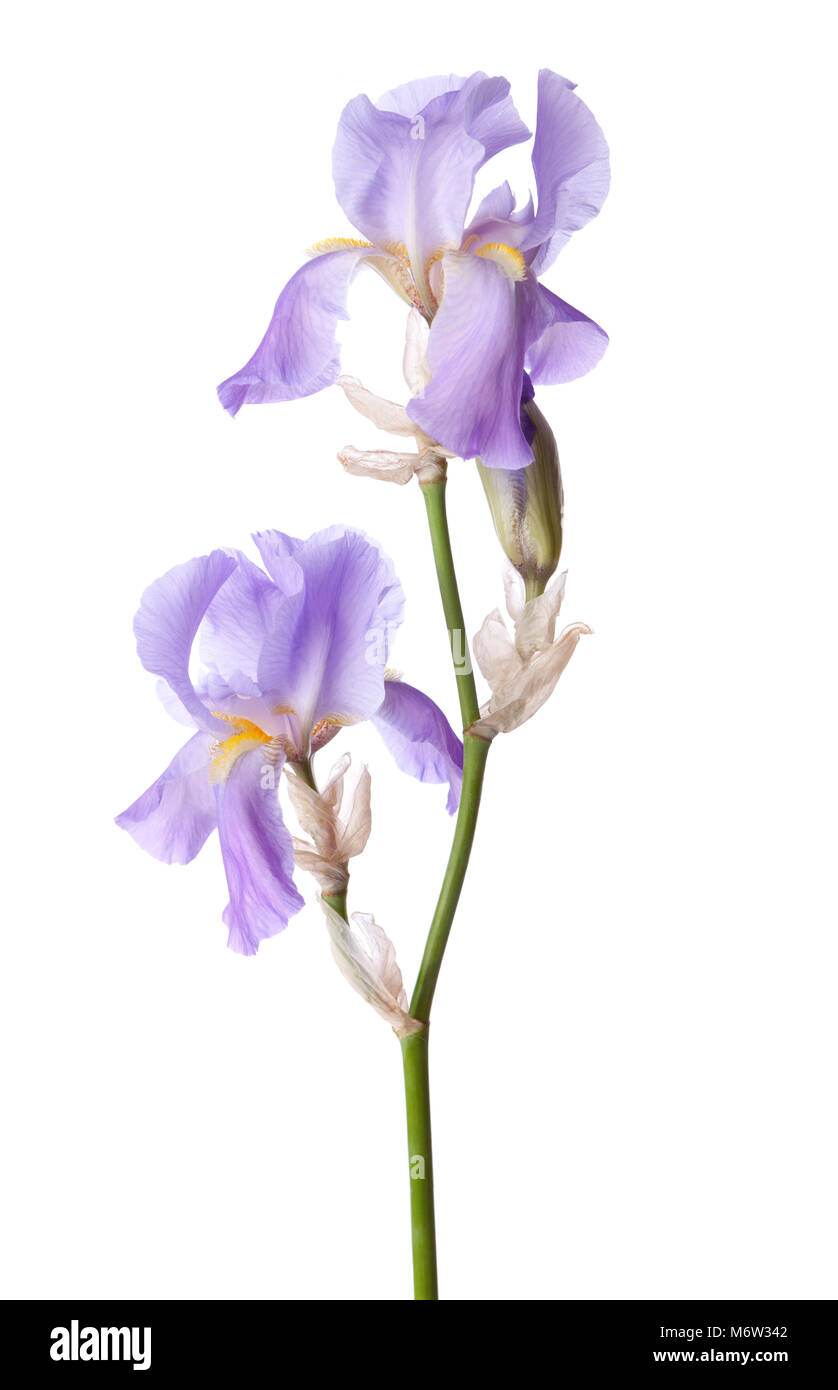 Light lilac flower isolated on a white background. Iris croatica Stock ...