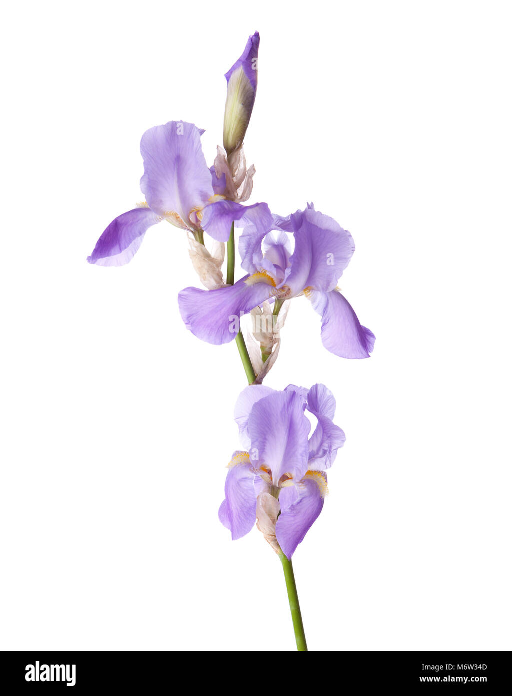 Light lilac flower isolated on a white background. Iris croatica Stock ...