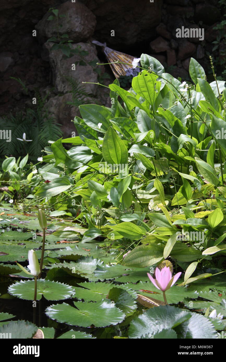 Pura Melanting temple in the north west of Bali Stock Photo - Alamy