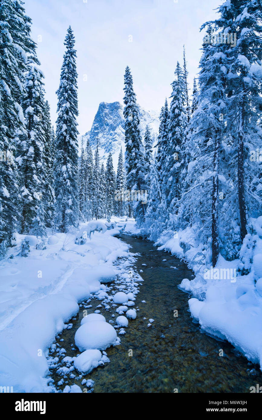 Mt. Burgess & Snow-covered Pine Trees, Yoho National Park, British ...