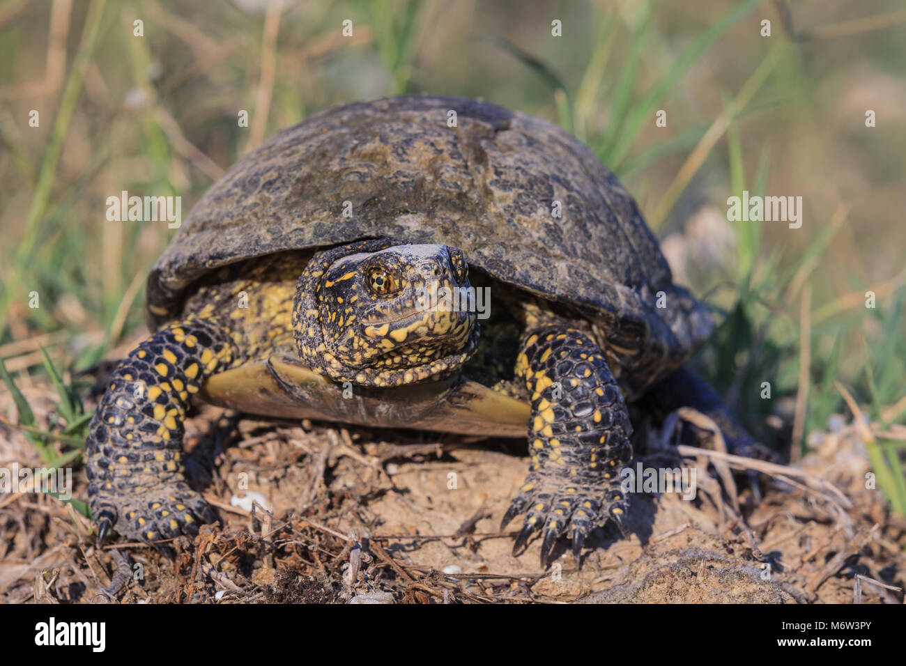 European bog turtle (emys orbicularis). Danube Delta, Romania Stock ...