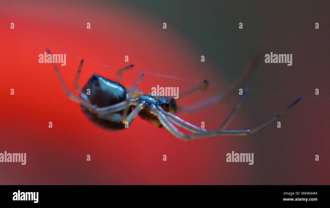 Black widow spider female close up hi-res stock photography and images ...