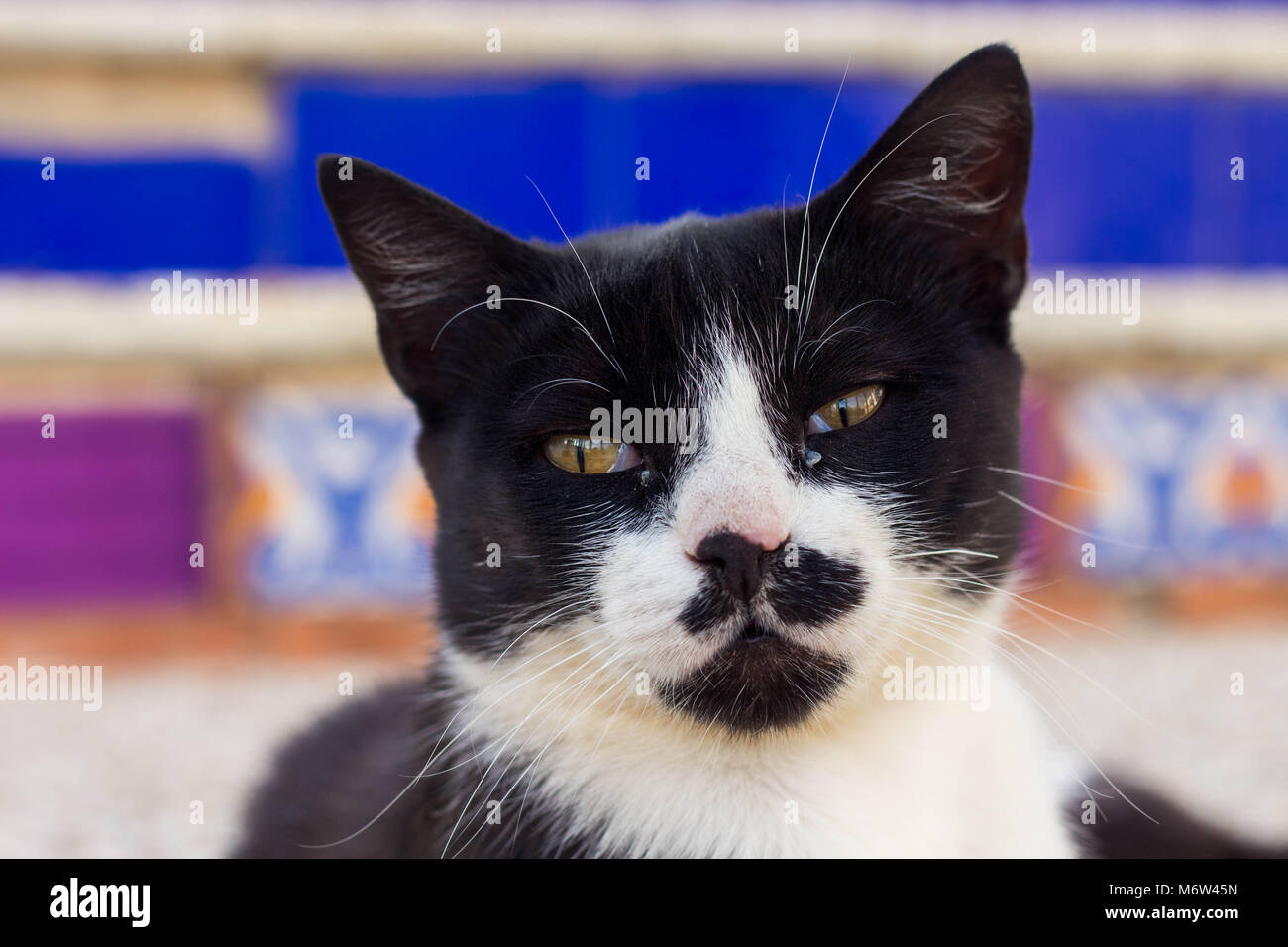 Cats of Spain Stock Photo - Alamy