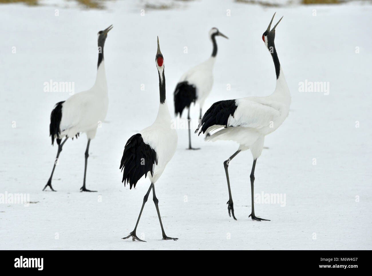 Dancing Cranes. The red-crowned crane, also called the Japanese crane ...