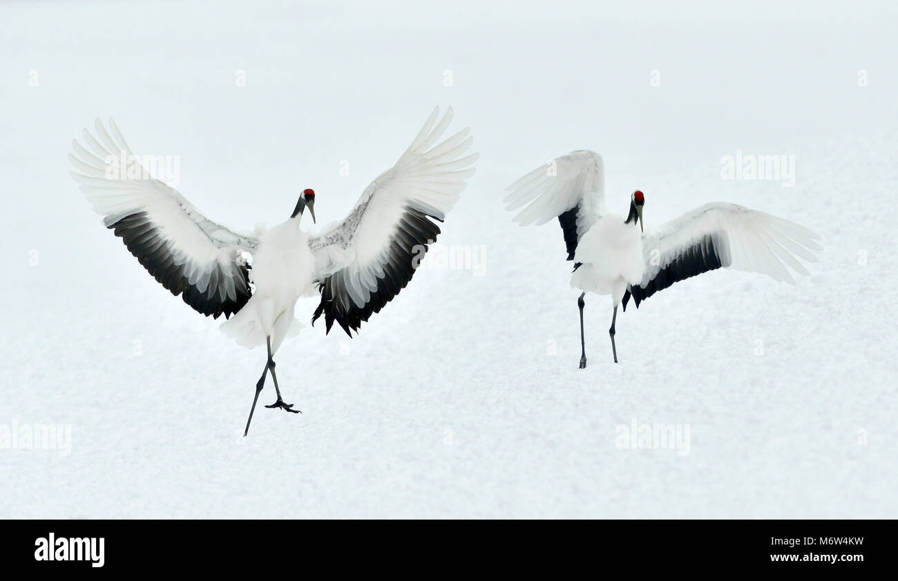 Dancing Cranes. The red-crowned crane, also called the Japanese crane ...