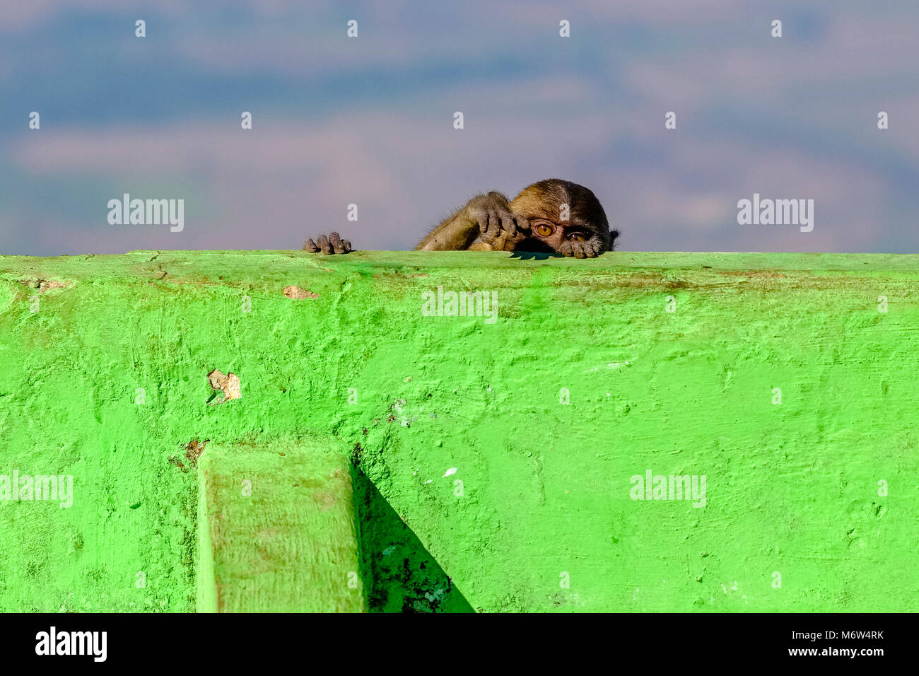 A monkey child is hiding behind and looking over a green wall Stock ...