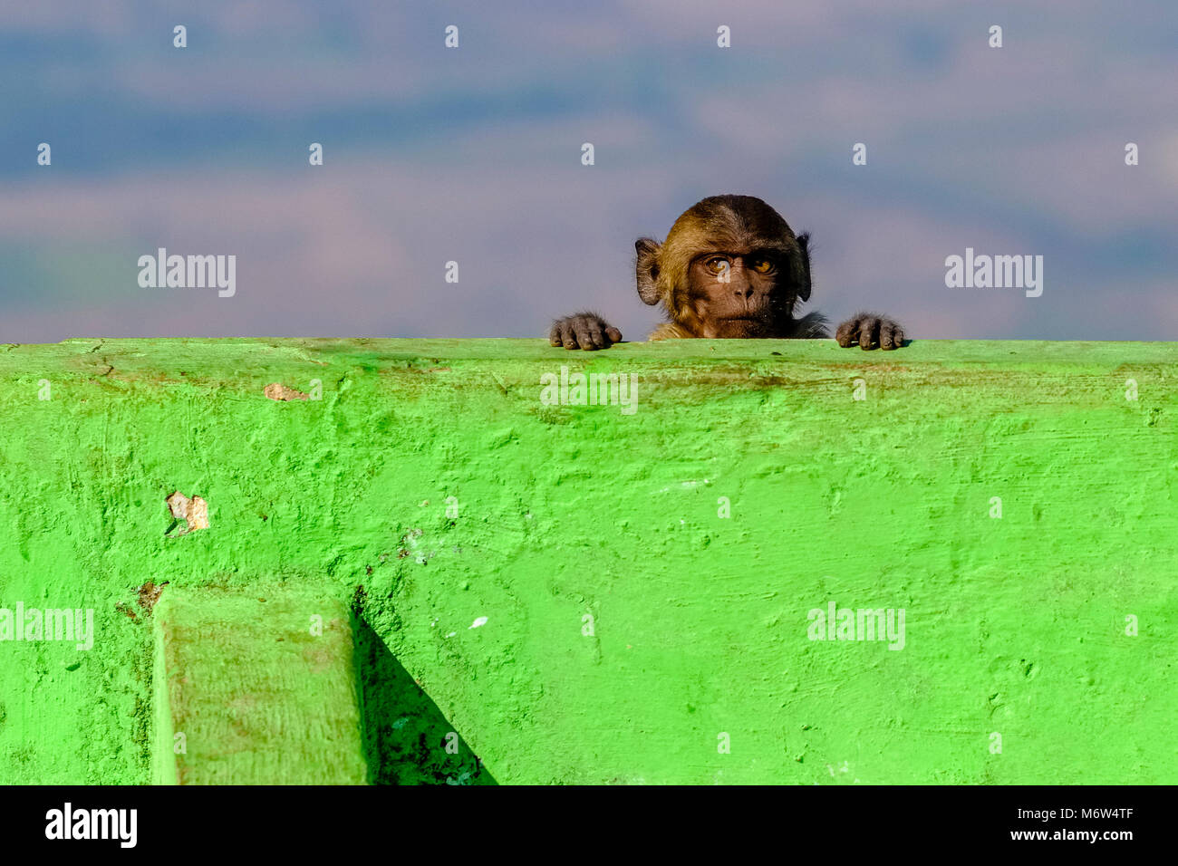 Baby monkey hiding hi-res stock photography and images - Alamy