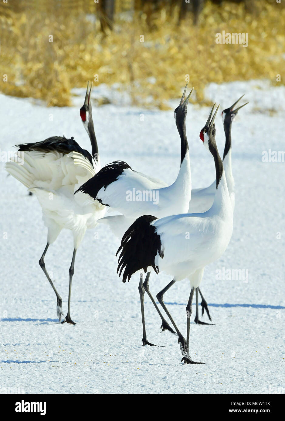 Dancing Cranes. The red-crowned crane, also called the Japanese crane ...