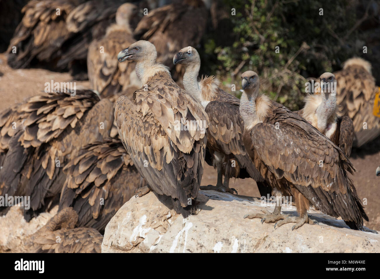 A Group Of Vultures Is Called