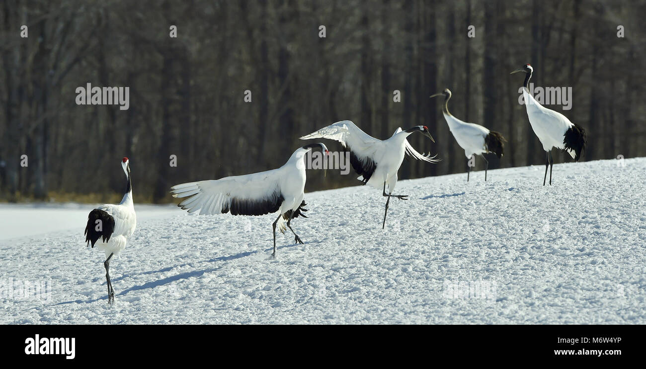 Dancing Cranes. The red-crowned crane, also called the Japanese crane ...