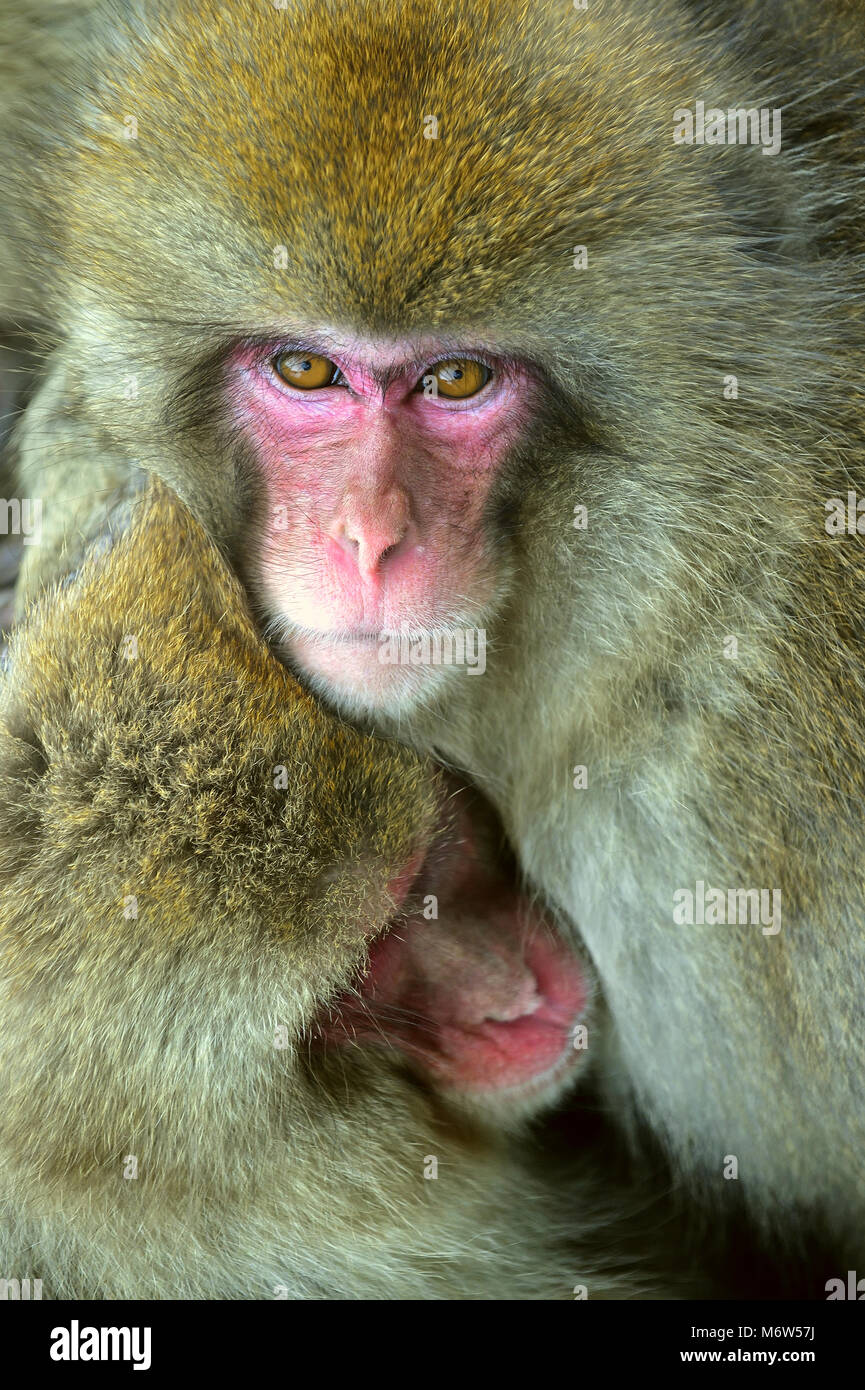 Snow monkeys family warming themselves against on cold winter weather ...