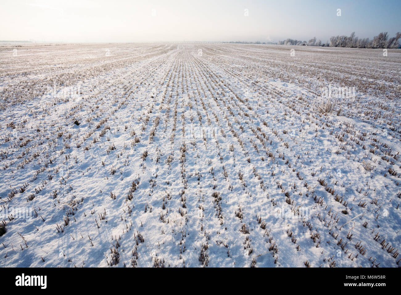 A field covered with snow in the winter with mowed field grass Stock ...