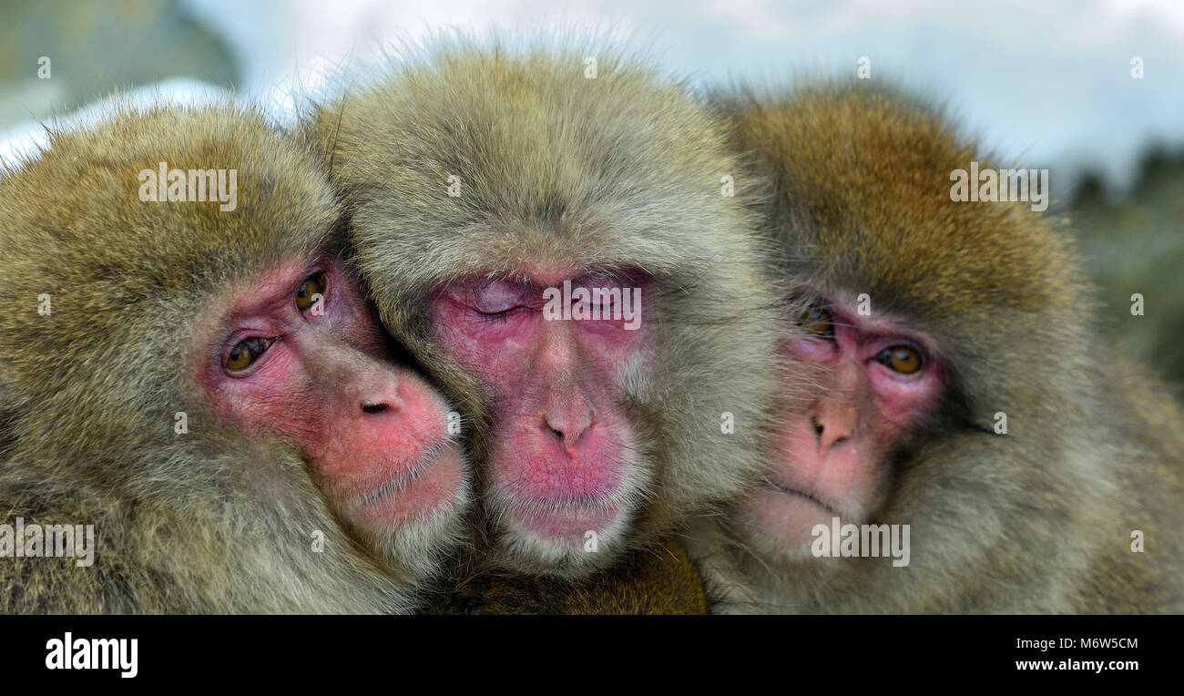 Snow monkeys family warming themselves against on cold winter weather ...