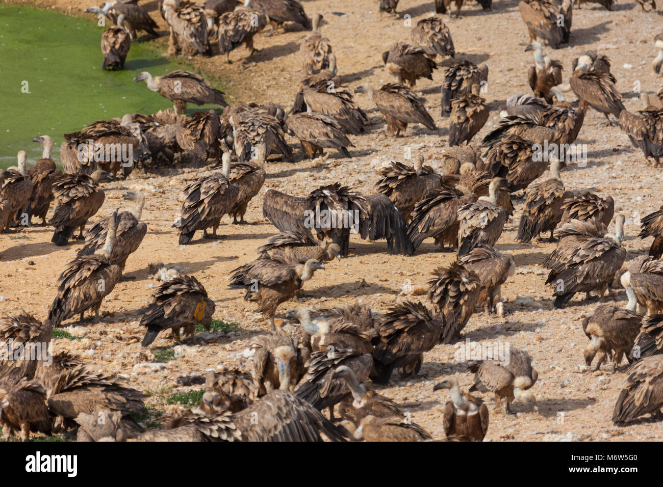 Vultures feeding hi-res stock photography and images - Alamy