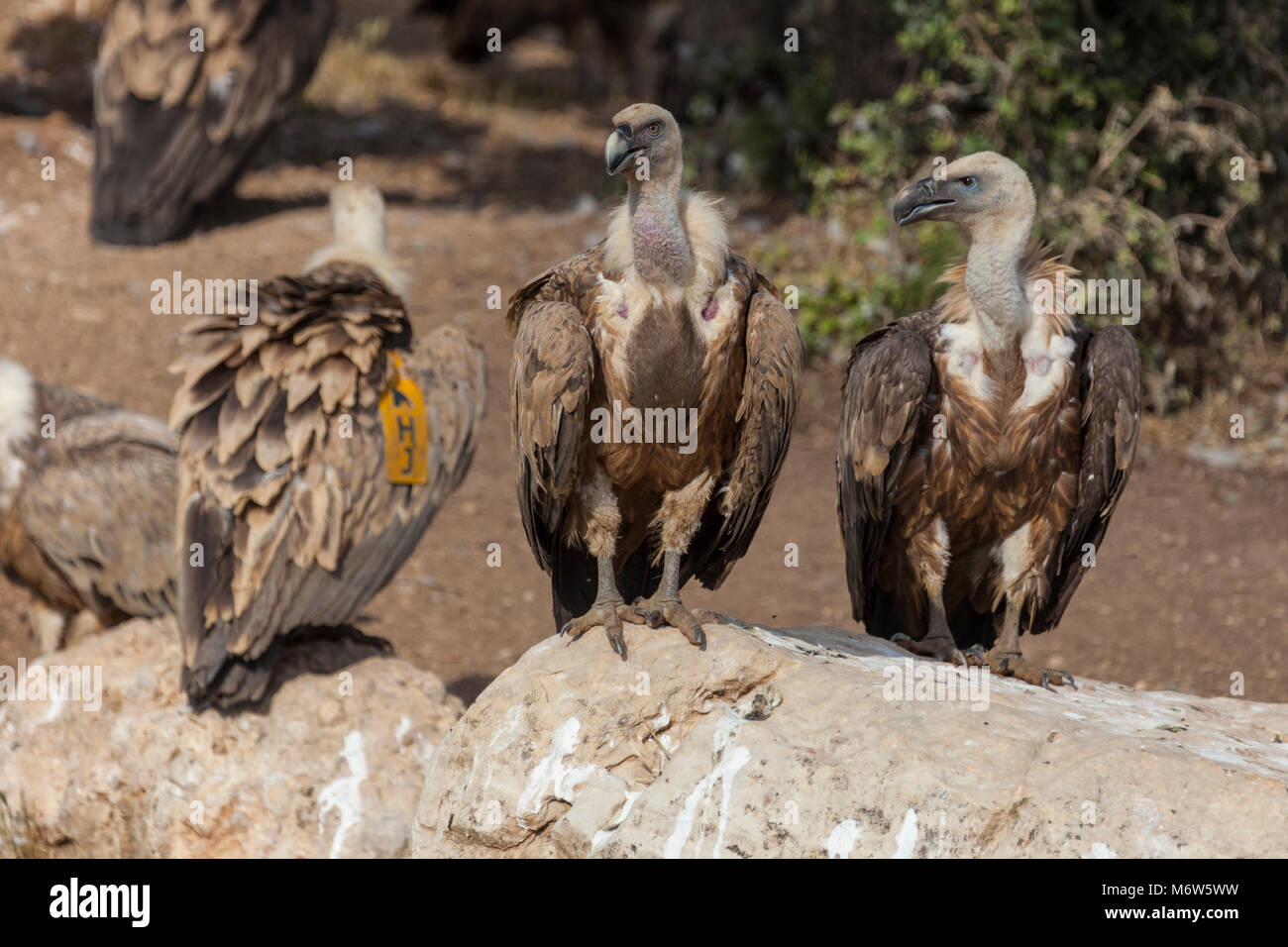 three vultures resting on a rock Stock Photo - Alamy