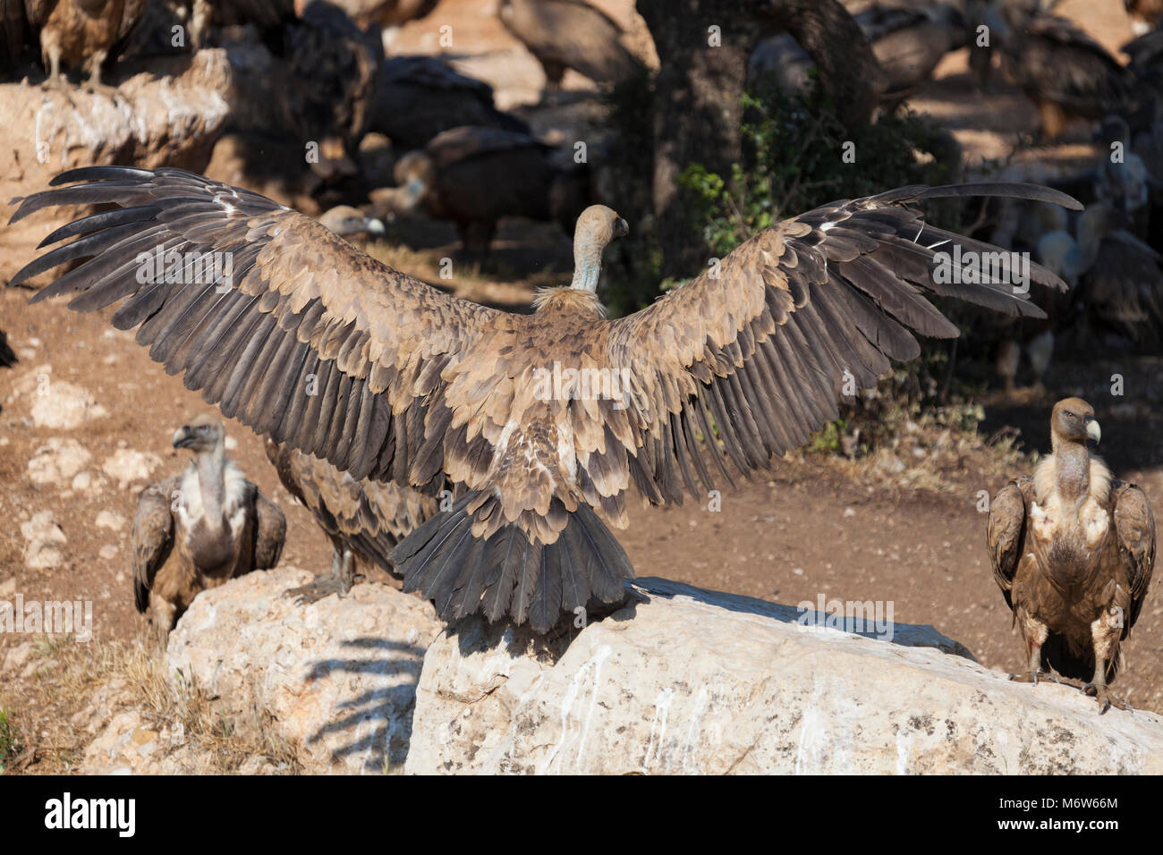 vulture sunbathing on a rock Stock Photo - Alamy