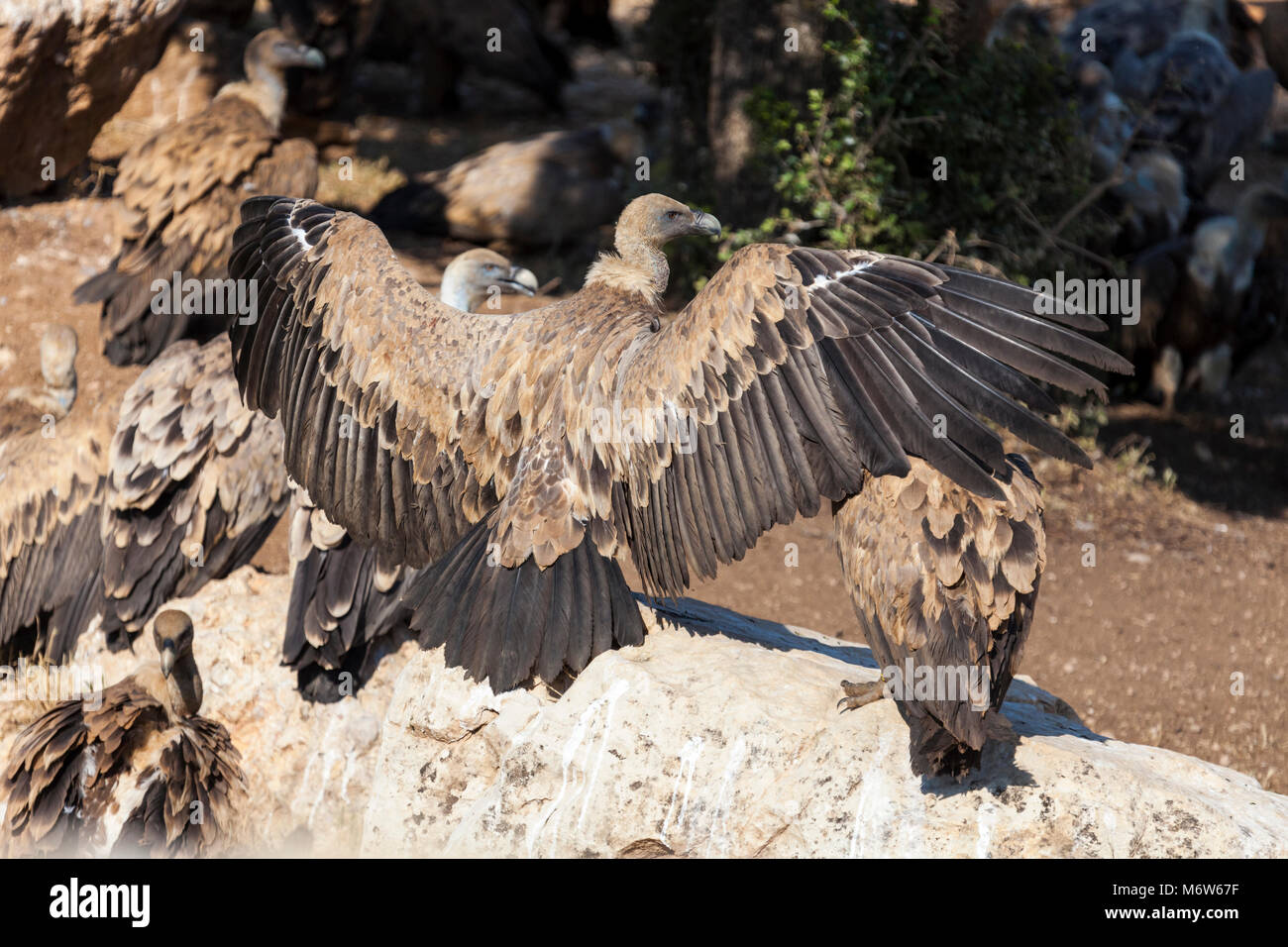 Vultures sunbathing hi-res stock photography and images - Alamy