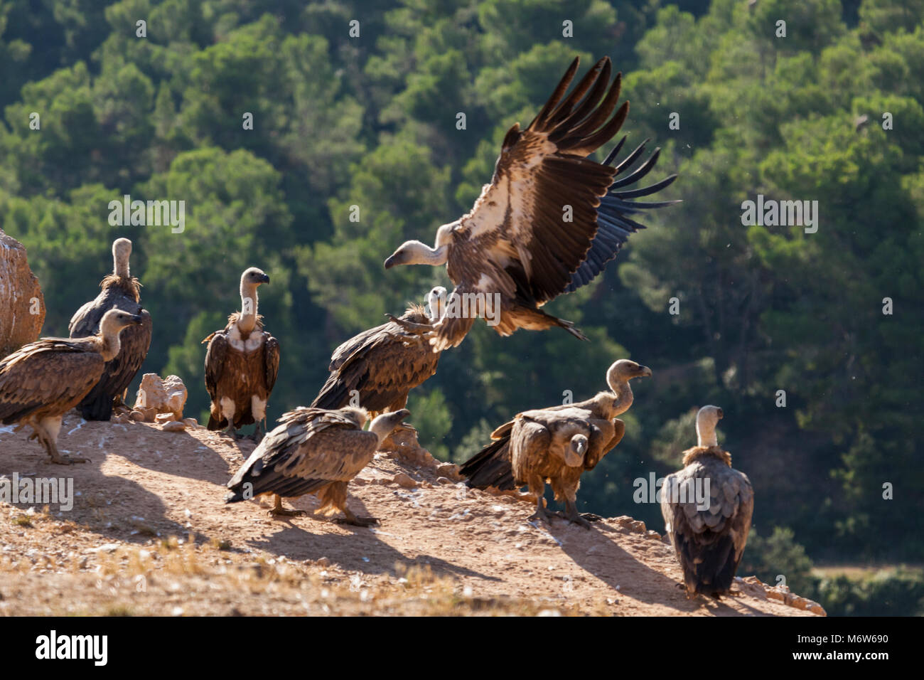 Vultures flying group hi-res stock photography and images - Alamy