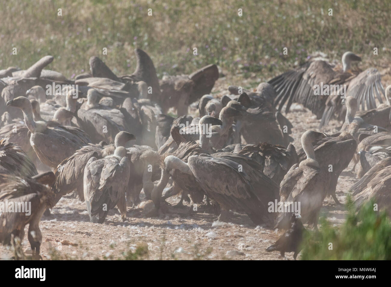 group of vultures feeding Stock Photo - Alamy