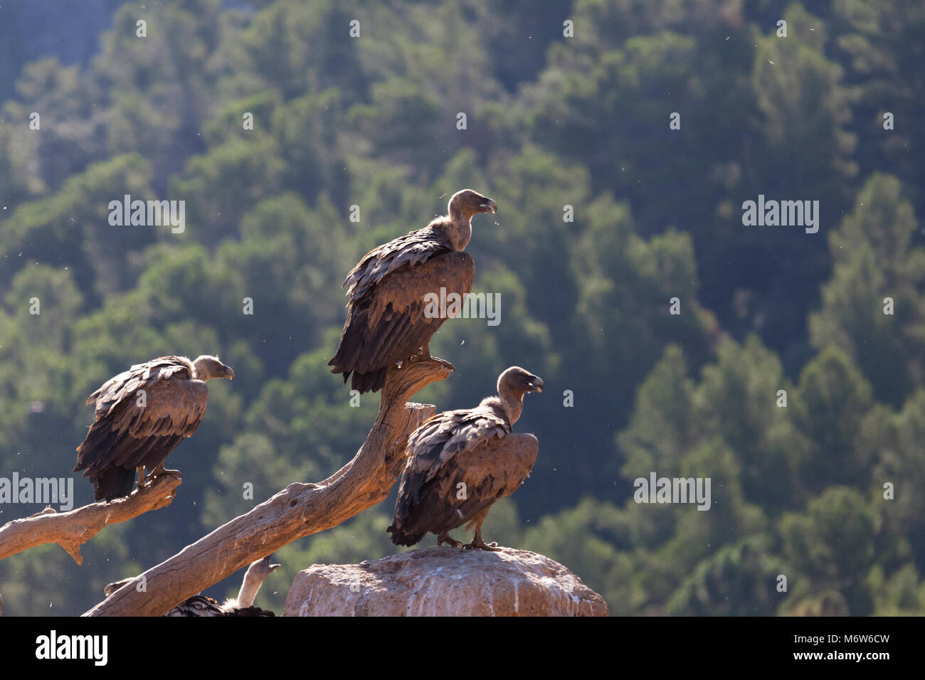 three griffon vultures resting on a branch and a rock Stock Photo - Alamy