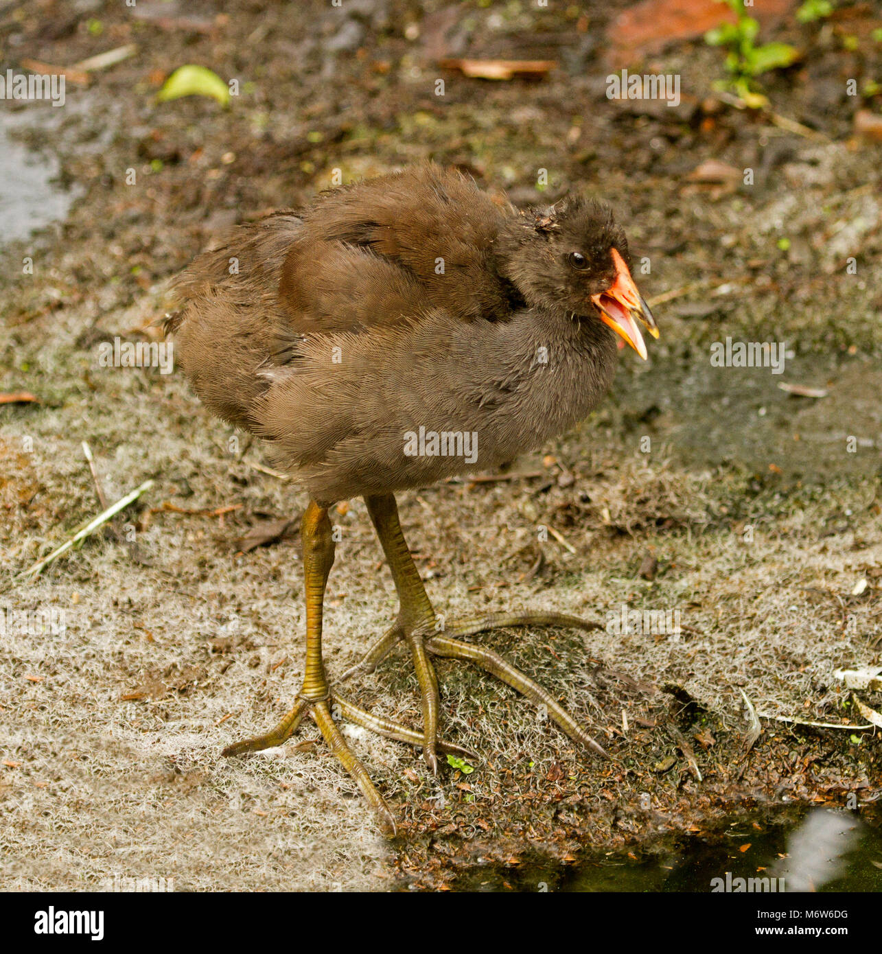 Dusky moorhen chick / fledgling, Gallinula tenebrosa, at Bundaberg ...
