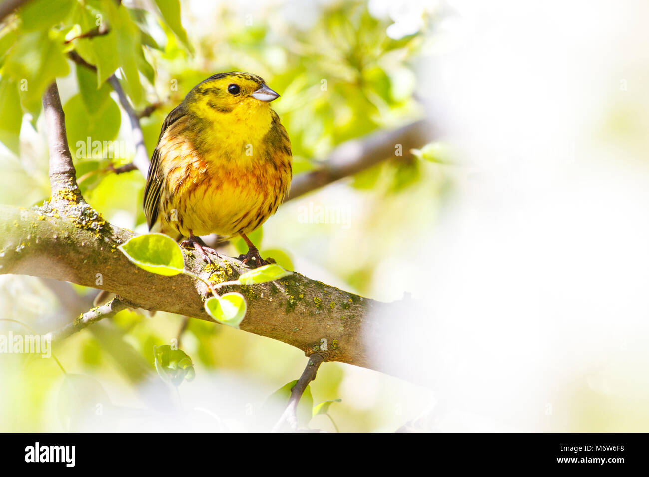 spring bird in the white bloom of trees , natural beauty, flowering ...