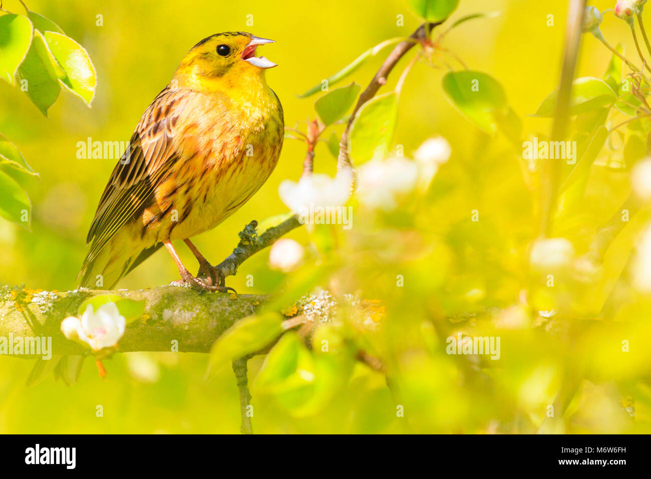 spring bird sings sitting among green leaves , natural beauty ...
