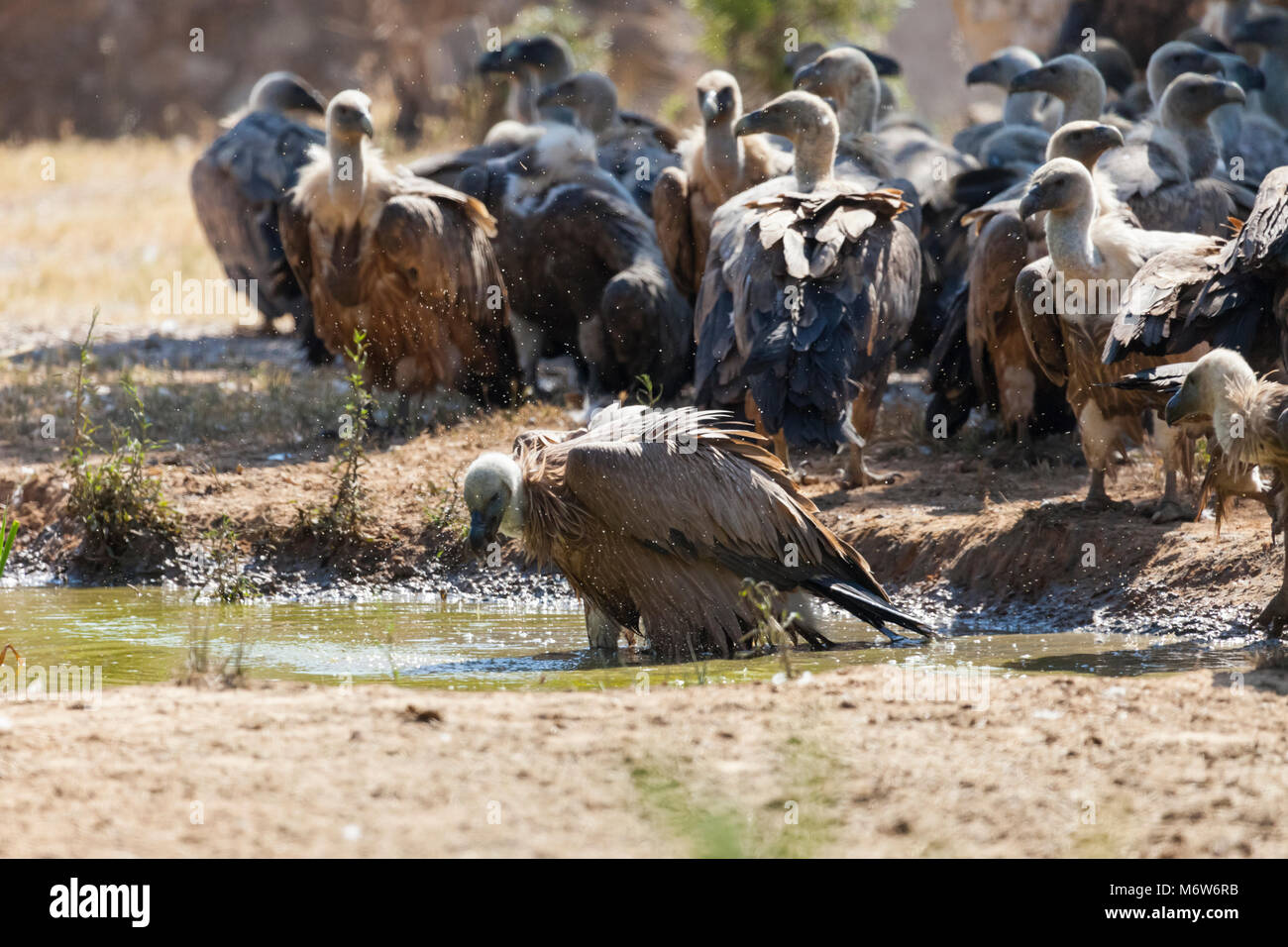 vulture bathing after feeding Stock Photo - Alamy