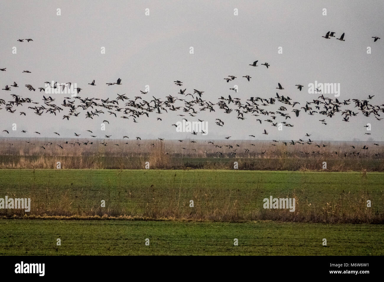 Birds flying above river animals in wild hi-res stock photography and ...