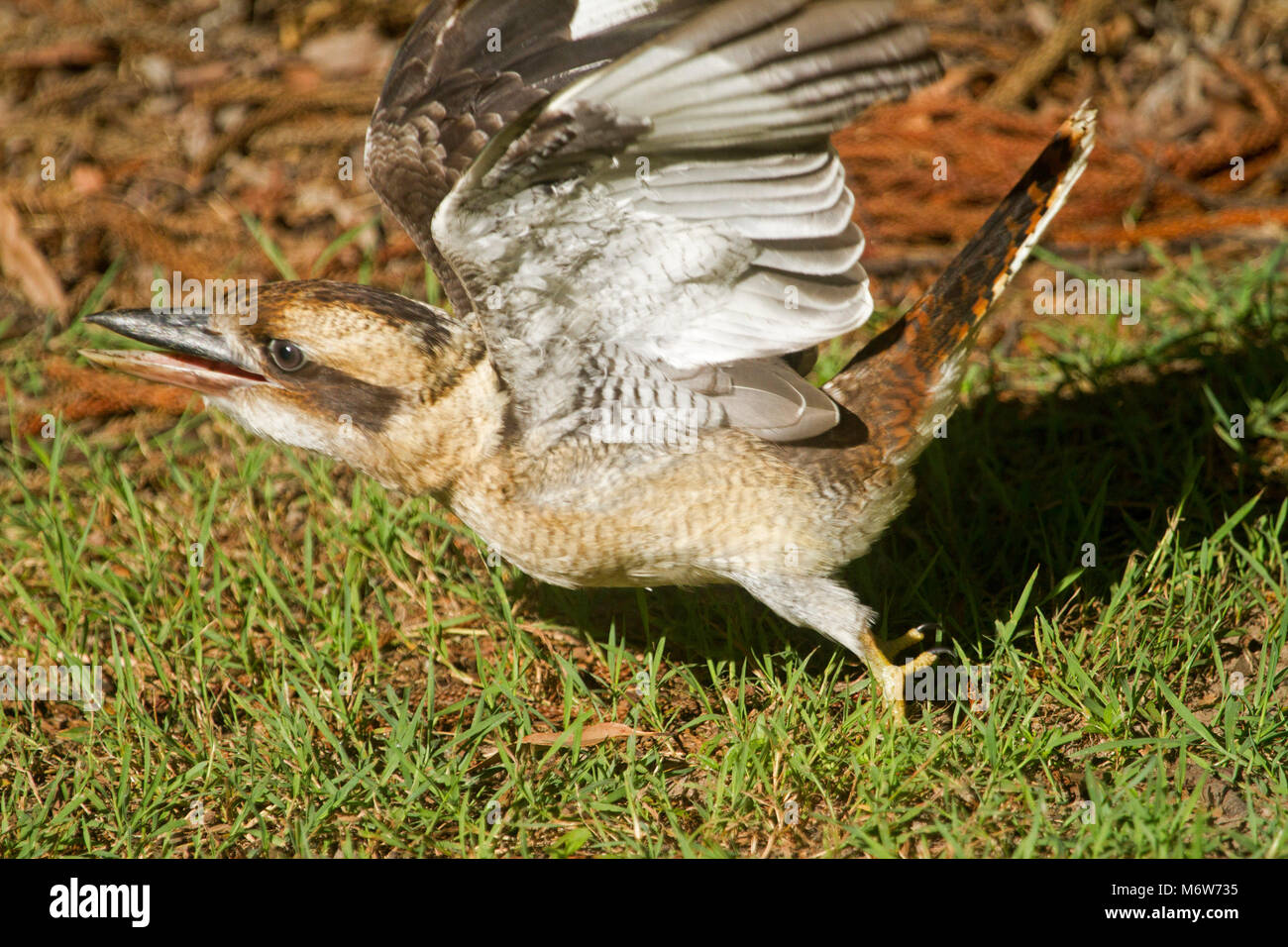Kookaburrra, Australian Laughing Jackass, Dacelo novaeguineae, in ...