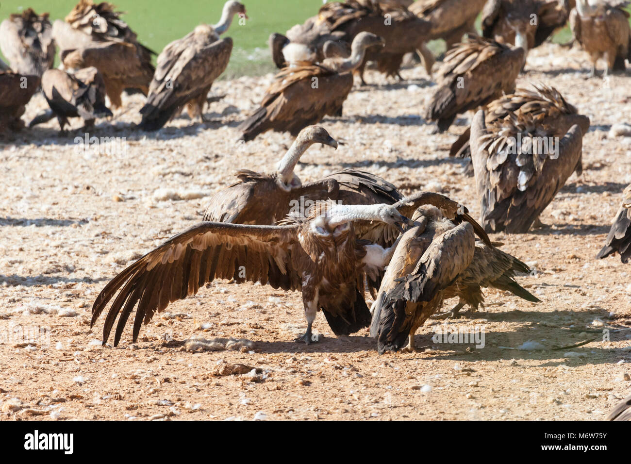 griffon vultures fighting for food Stock Photo - Alamy