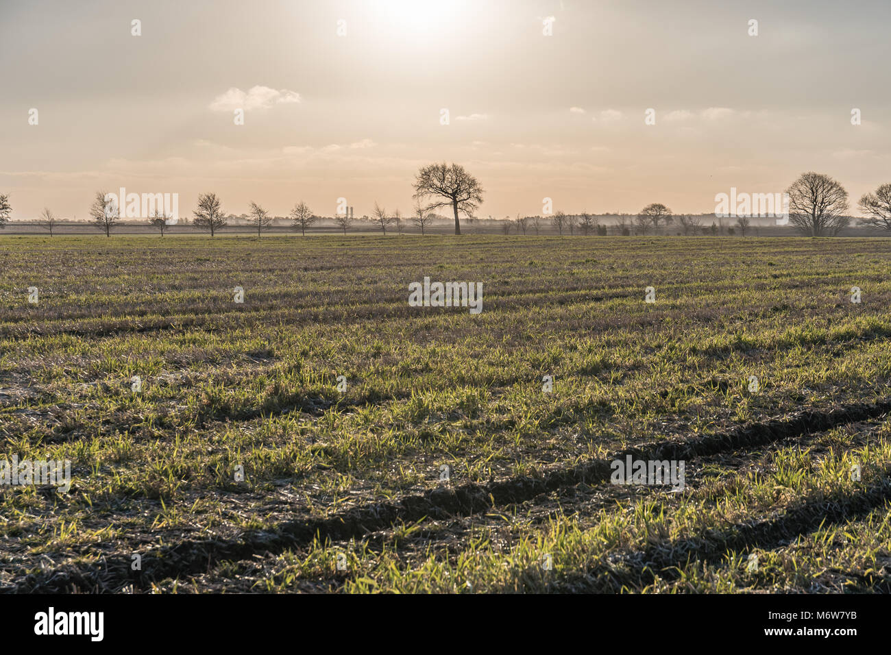 Tree line horizon Stock Photo - Alamy