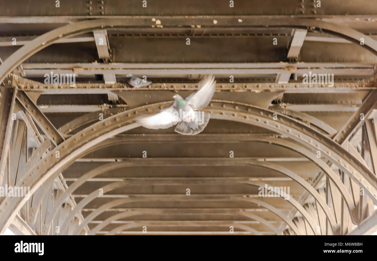 blurred pigeon spread wings Stock Photo - Alamy