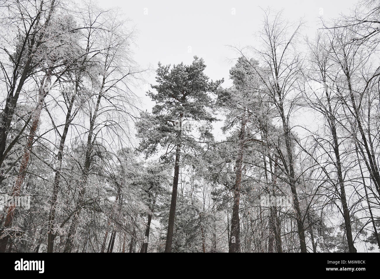 Winter in lithuania hi-res stock photography and images - Alamy
