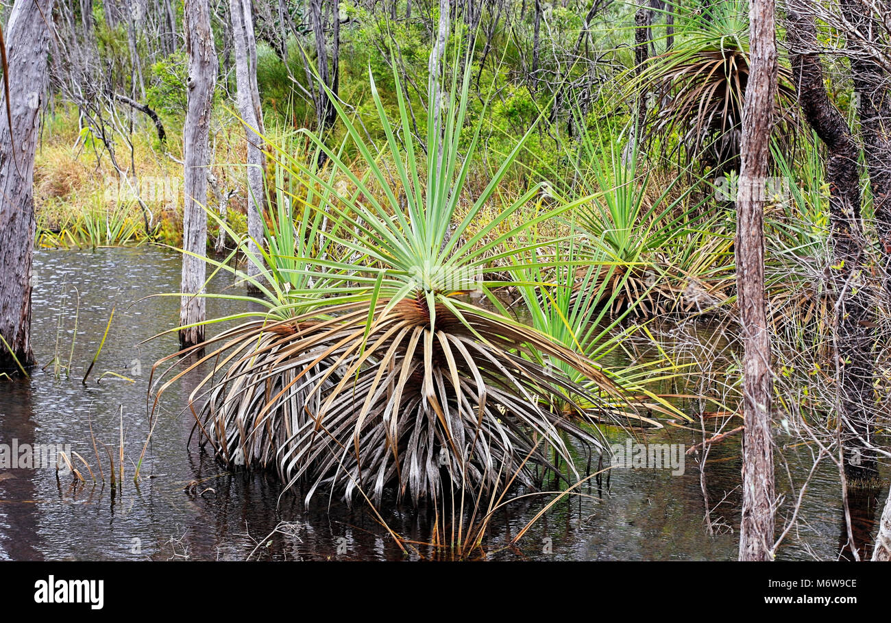 Pandanus Forest High Resolution Stock Photography and Images - Alamy
