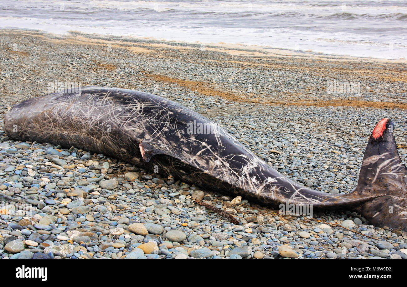 Dead whale ocean pollution hi-res stock photography and images - Alamy