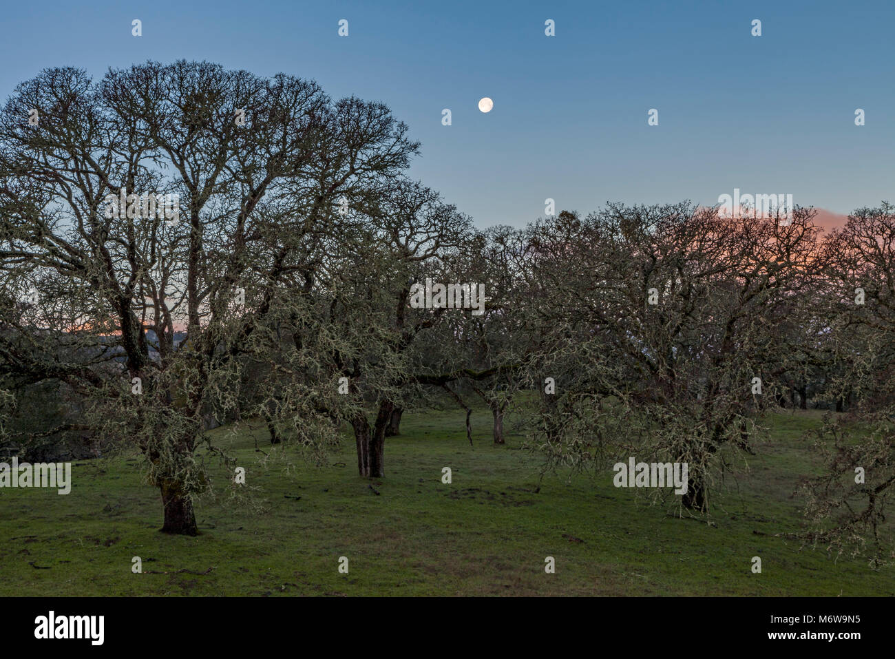 Moon over oak trees at at the Morgan Territory Regional Preserve in ...