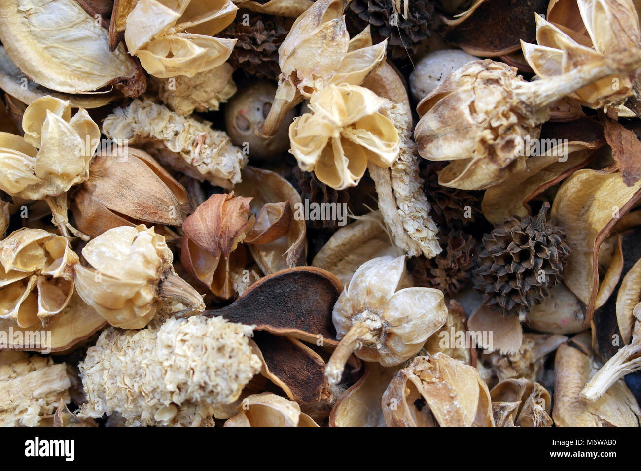 Detail of some leaves Stock Photo - Alamy